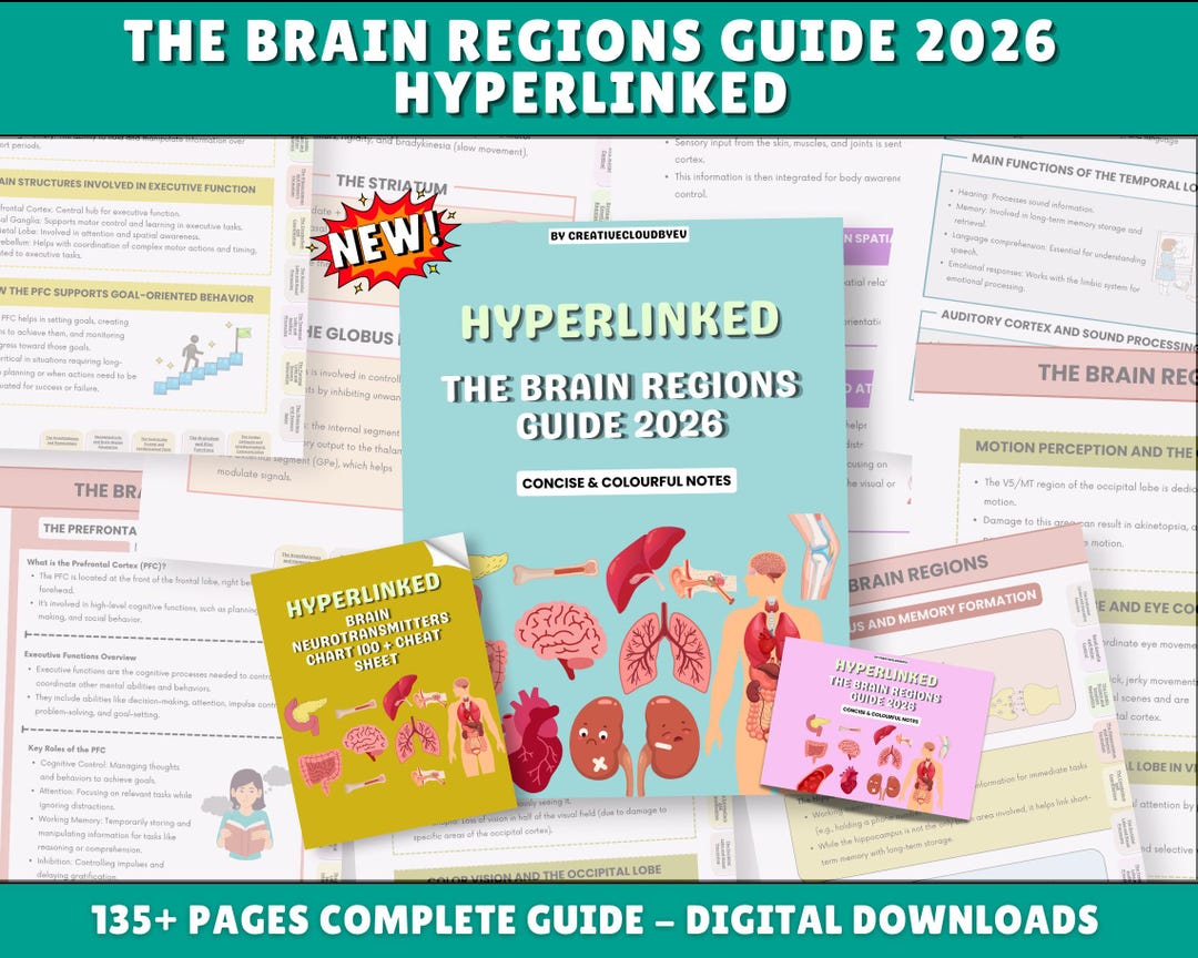 The Brain Regions Guide, Cheat Sheet & Flashcards Bundle 2026 Edition ...