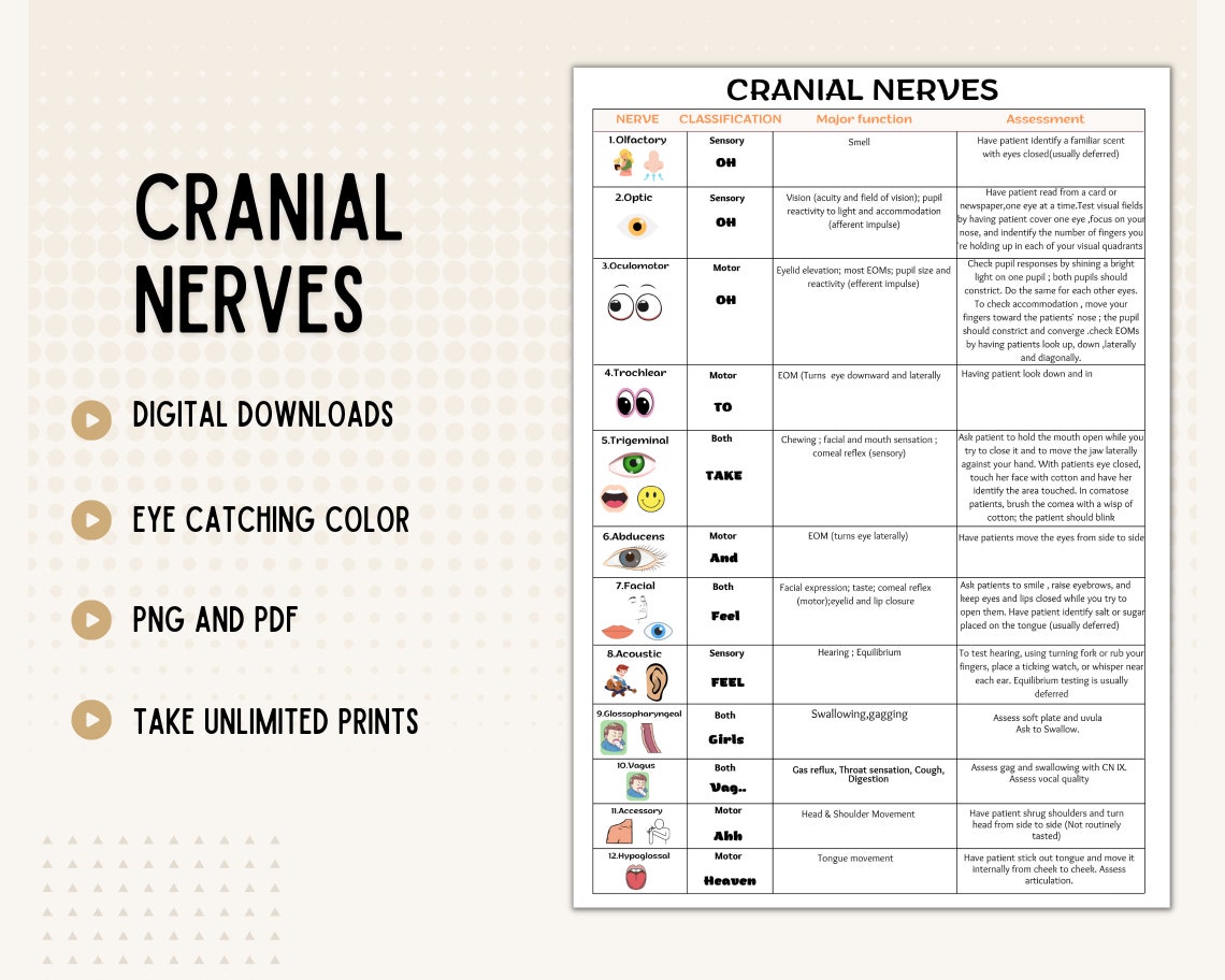 Cranial Nerves Chart: Nursing Student Study Guide (PDF & PNG) - Etsy