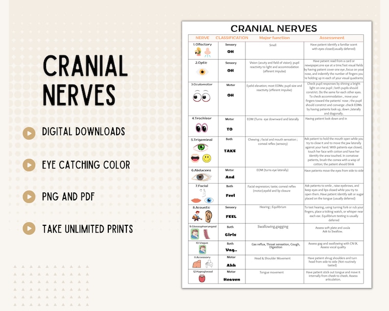 Cranial Nerves - Cranial Nerves Sheet - 12 Cranial Nerves - Nursing ... Cranial Nerves - Cranial Nerves Sheet - 12 Cranial Nerves - Nursing ...