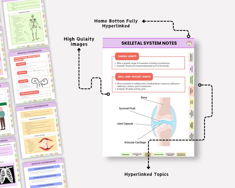 Skeletal System Anatomy Notes, Major Bones Diagrams, Cheat Sheet, 2026 ...