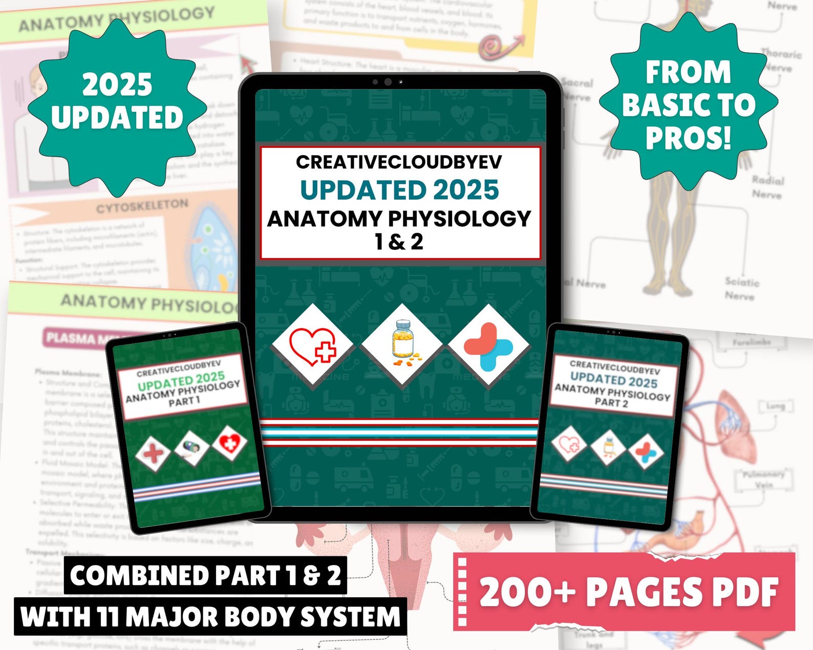 Complete Anatomy Physiology I & II 200 Pages, Anatomy Study Guide ...