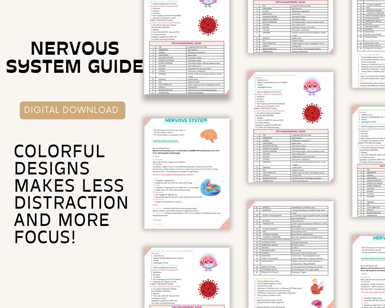 Nervous System Notes, Nursing Bundle, Nursing Notes, Med Surg Study ...