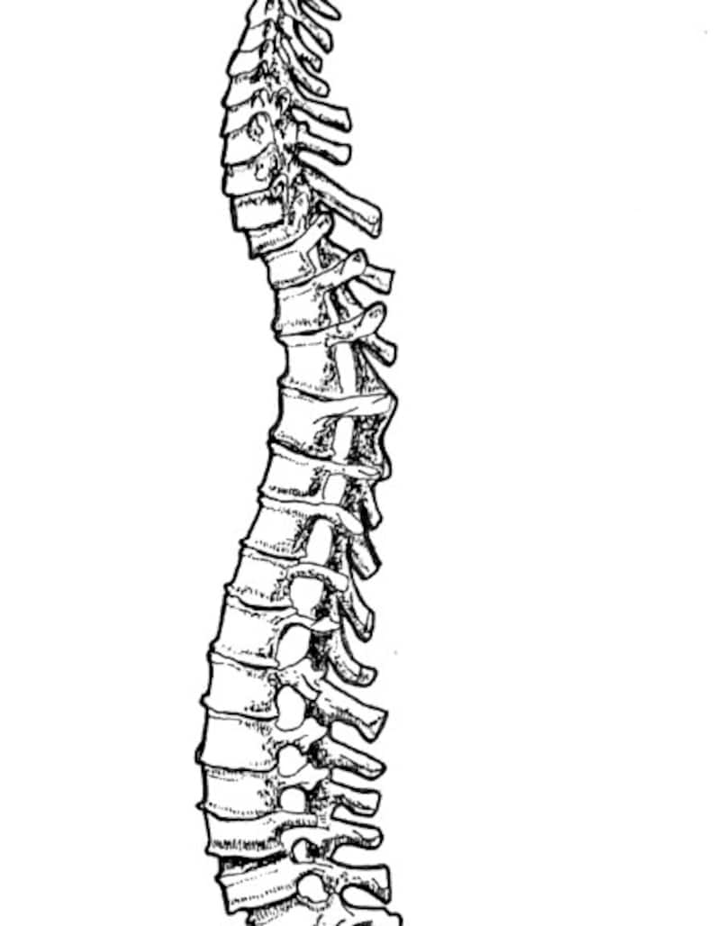 Black and White Human Spine Drawing - Posterior and Sagittal Views Art ...