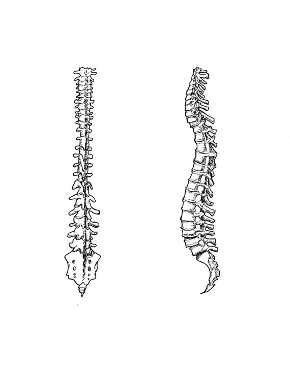 Human Vertebrae Drawing
