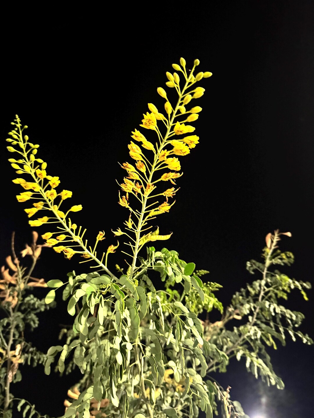 Caesalpinia Mexicana (mexican Holdback) Seeds – Yellow Bird of Paradise ...