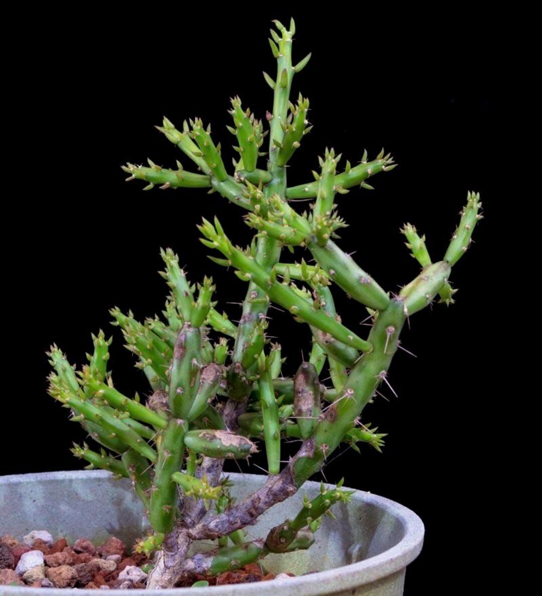Tasajillo | Desert Christmas Cactus Cuttings 5pcs - Etsy