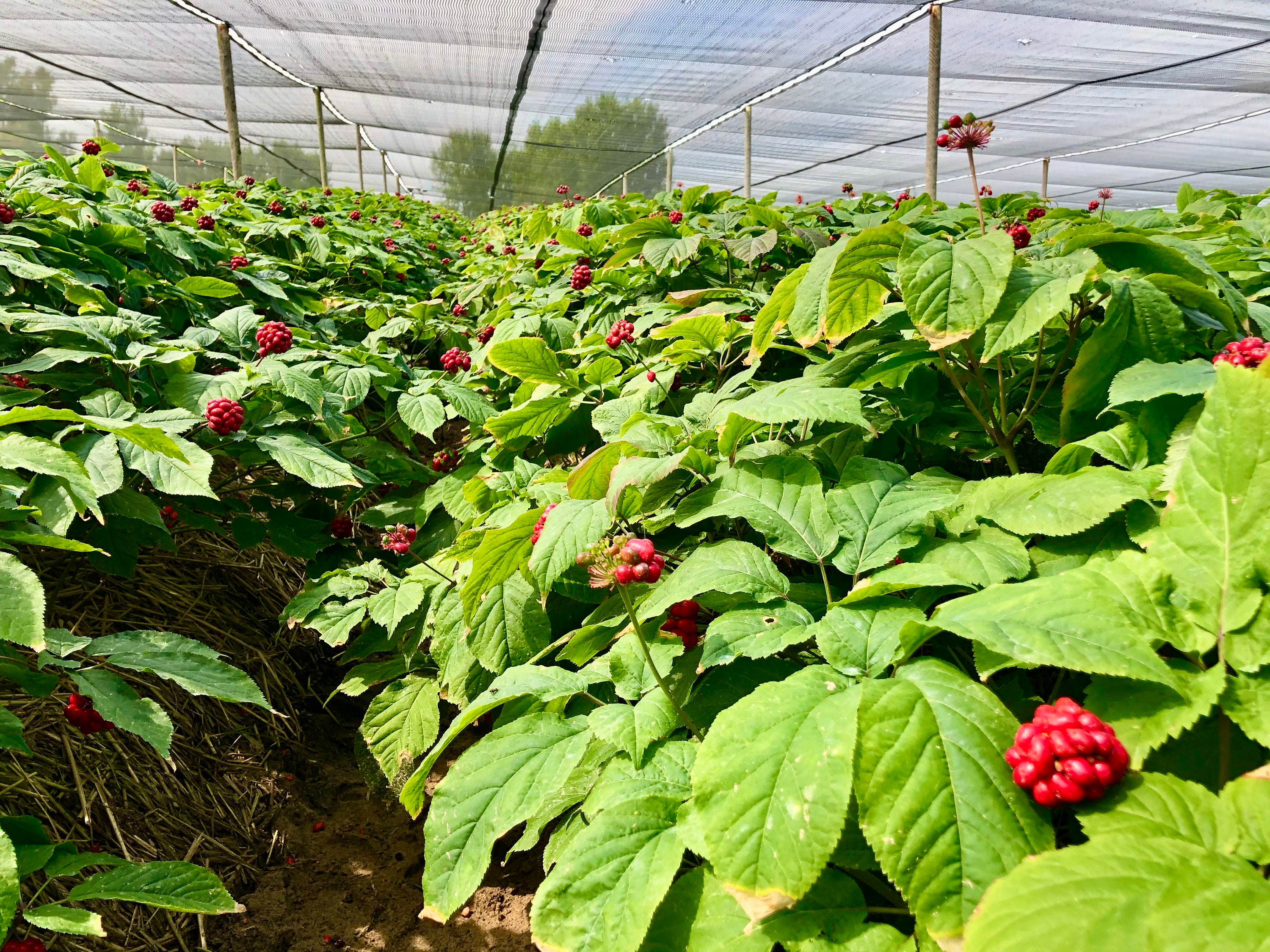 Premium Ginseng 5-year Canadian Grown Herbal Supplements Tea, Soup ...