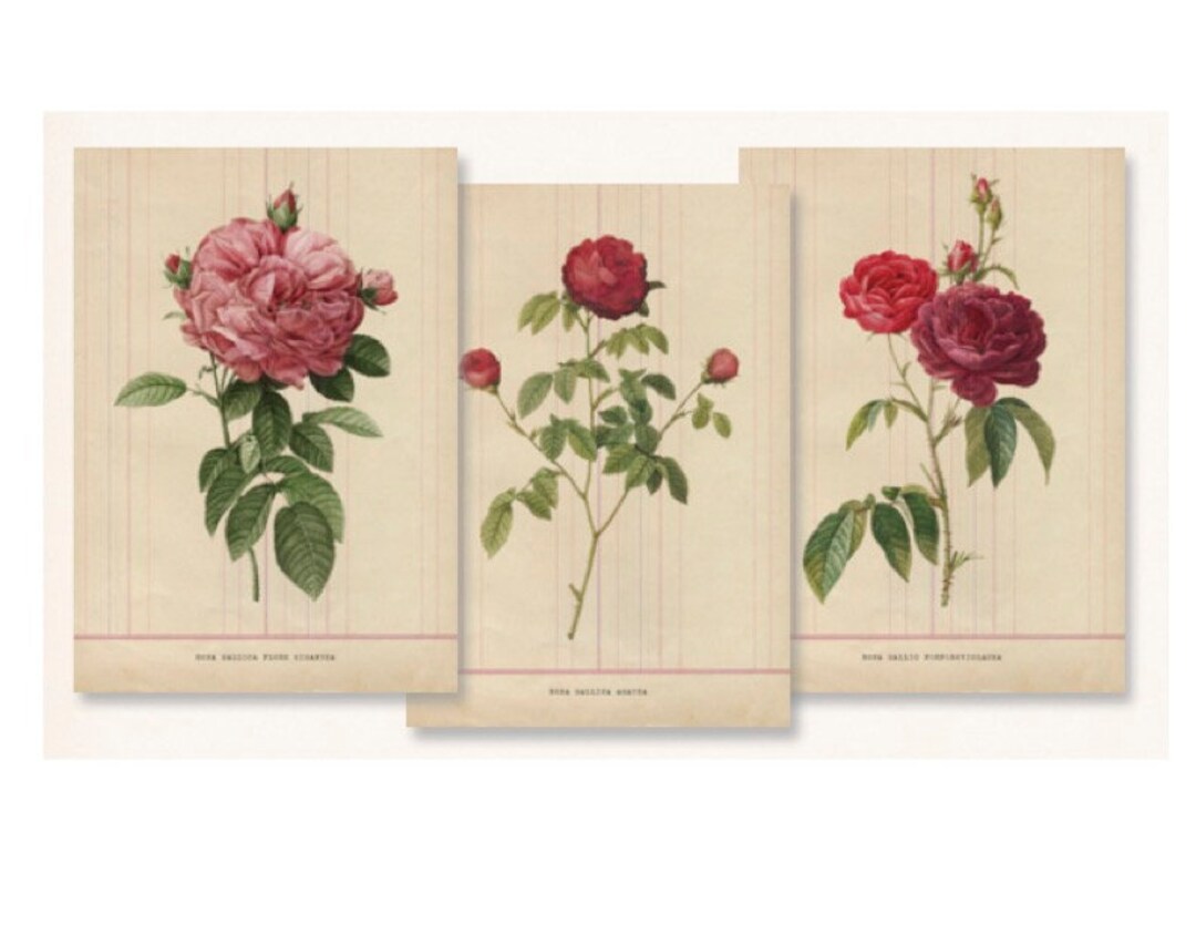 Vintage French Art Prints - Roses Set of 3 Prints - Printable File - Etsy