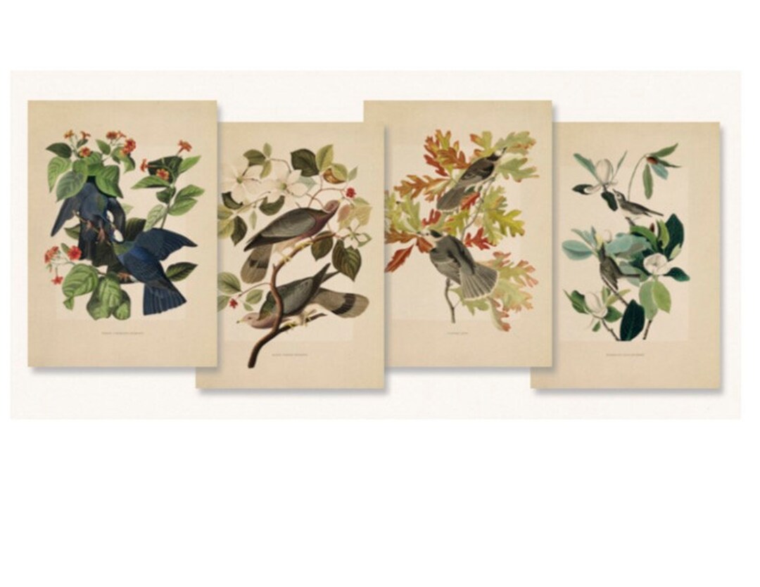 Vintage French Art Prints - Birds Set of 4 Prints - Printable File - Etsy