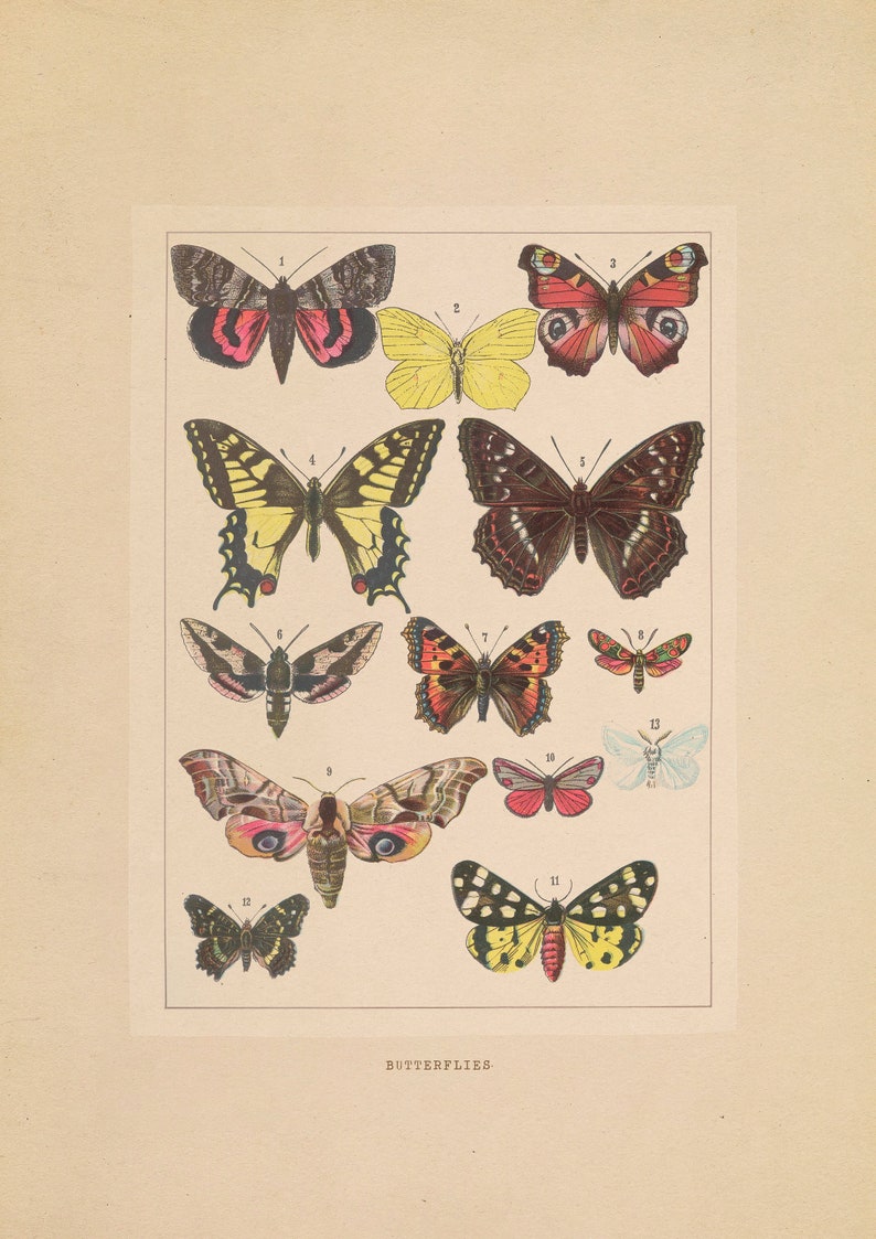 Vintage French Art Prints - Framed Butterflies Set of 5 Prints ...