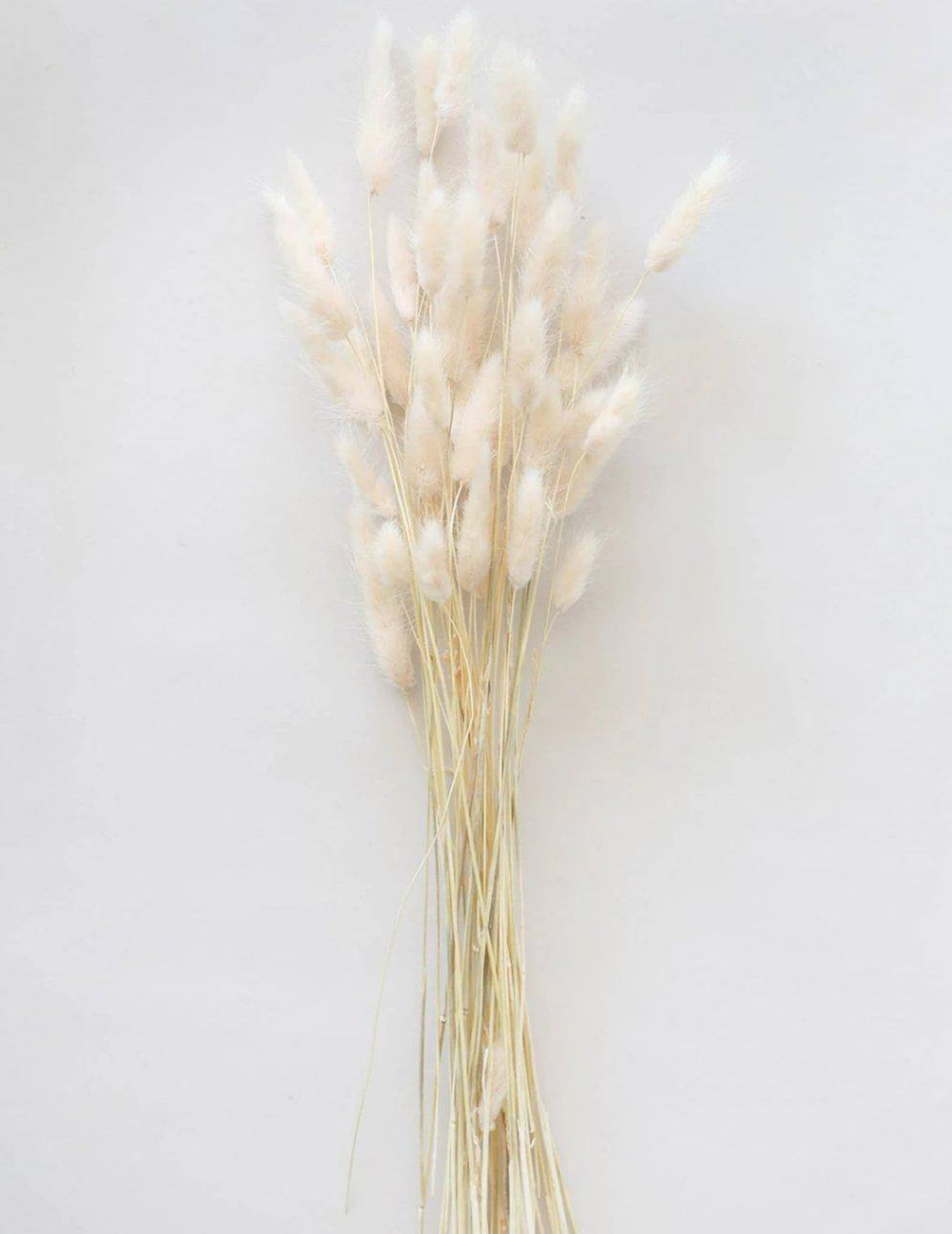 White Bunny Tails Bundle of 40 to 50 Dried Florals Dry Bunny Tails ...
