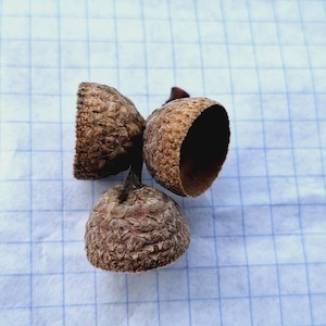 Real Dried Acorn Caps From the Carpathian Forests, 100 Acorn Caps ...