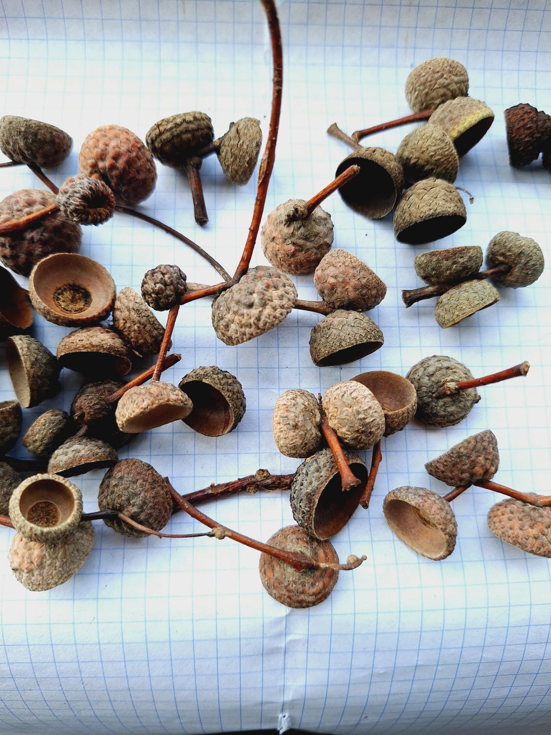 Real Dried Acorn Caps From the Carpathian Forests, 100 Acorn Caps ...