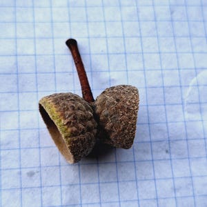 Real Dried Acorn Caps From the Carpathian Forests, 100 Acorn Caps ...