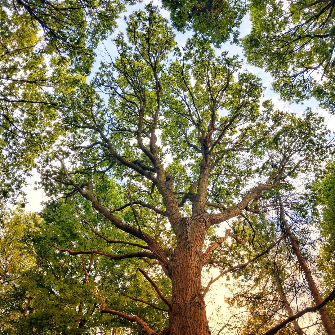 English Oak Tree Canopy - Etsy