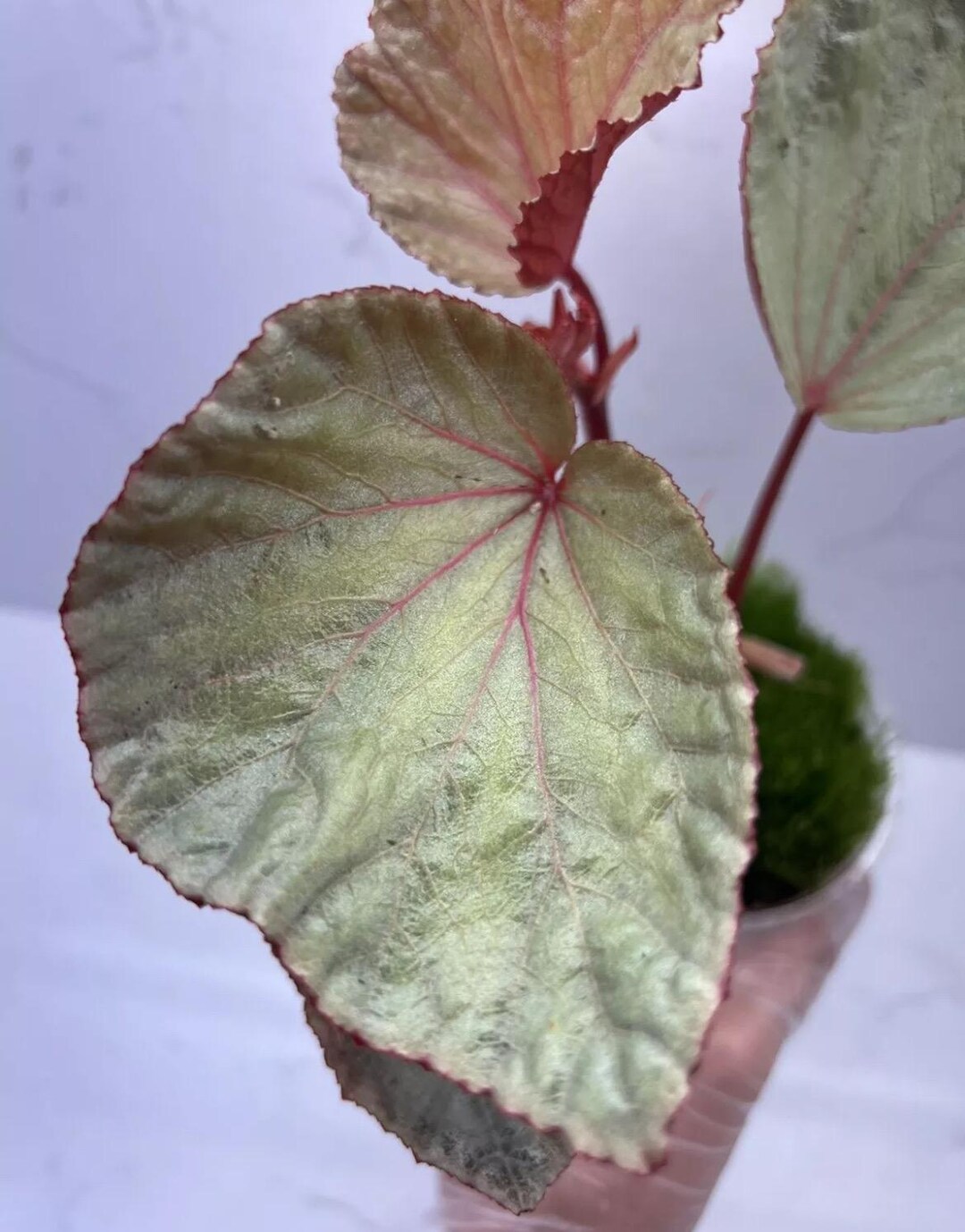 Begonia 'darthvaderiana X Rubitae' Live Rare Plant - Etsy