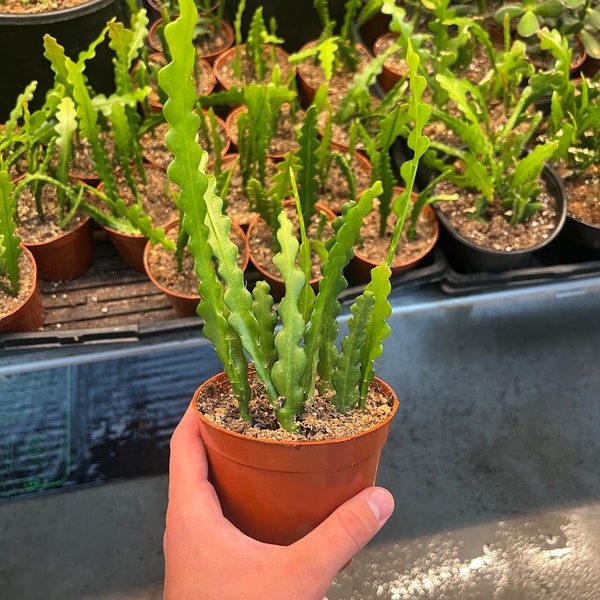 Fishbone Cactus - Etsy