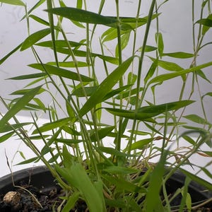 Dwarf Bamboo Species Pygmy Live Plant - Etsy