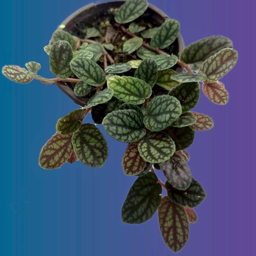 Pellionia Pulchra Watermelon - Live Trailing Plant - Etsy