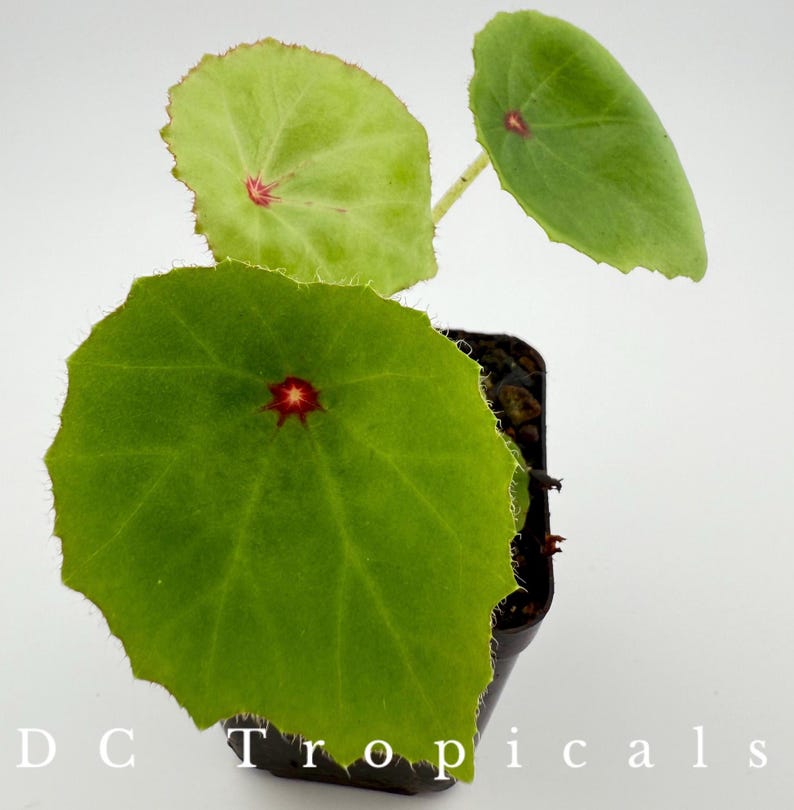 Begonia ‘red Ruby’ - Live Plant - Etsy