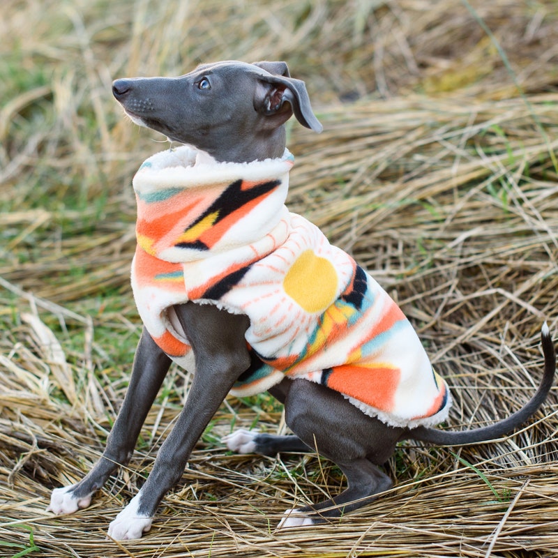 Italian Greyhound Clothing - Etsy