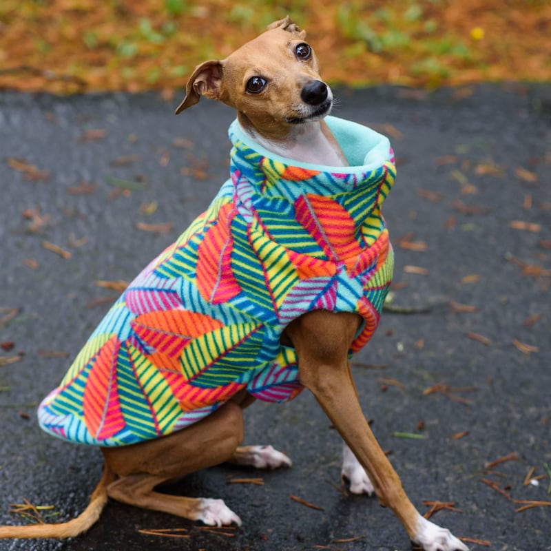 Italian Greyhound Clothing - Etsy