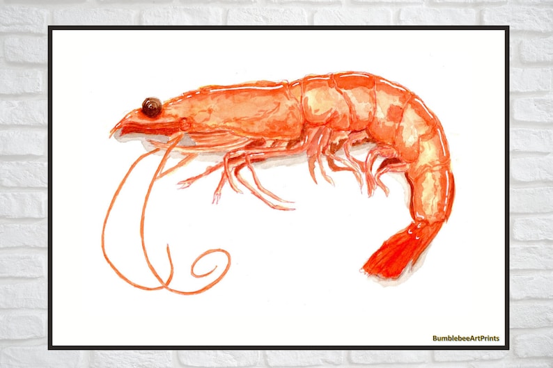 Shrimp, Printable, Home Décor, Wall Art, Watercolour Print, Animal ...