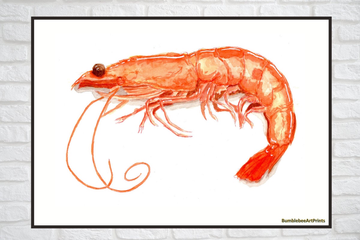 Shrimp, Printable, Home Décor, Wall Art, Watercolour Print, Animal ...