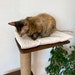 Cat Shelf Cat Tower Wall Shelves for Climbing Cats Made of - Etsy