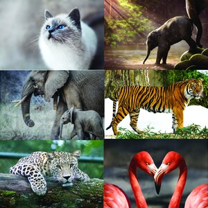 90pcs Animal Collage Kit, Animal Printables, Digital Prints, Animal ...