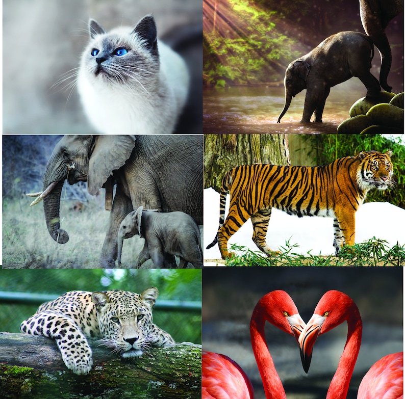 90pcs Animal Collage Kit, Animal Printables, Digital Prints, Animal ...