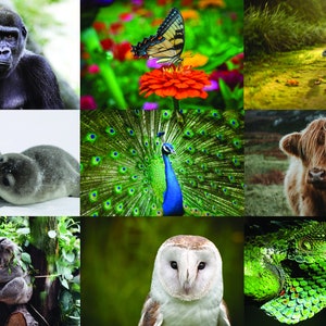 90pcs Animal Collage Kit, Animal Printables, Digital Prints, Animal ...