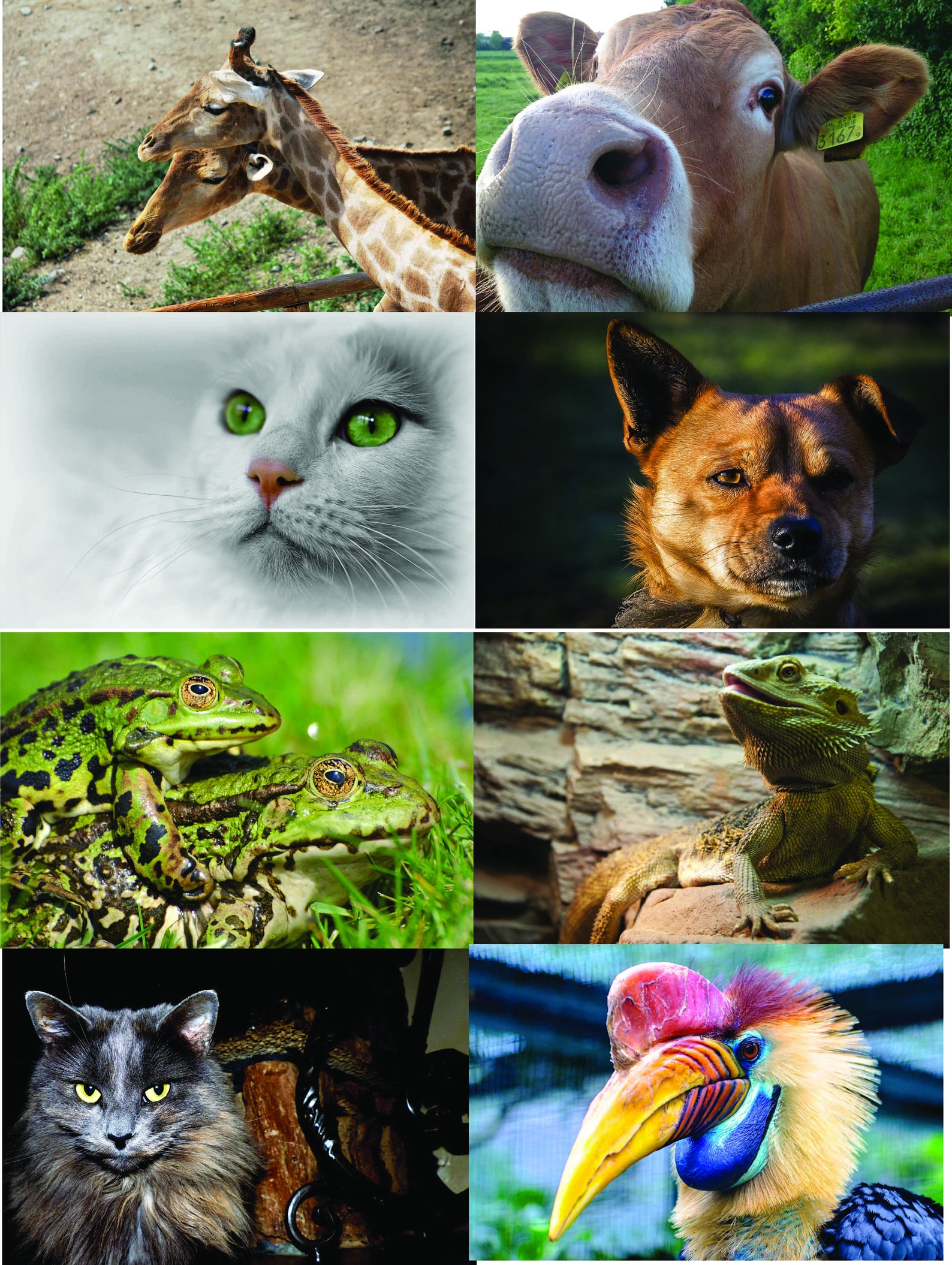 90pcs Animal Collage Kit, Animal Printables, Digital Prints, Animal ...