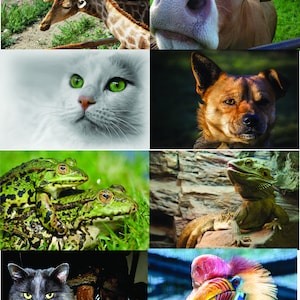 90pcs Animal Collage Kit, Animal Printables, Digital Prints, Animal ...