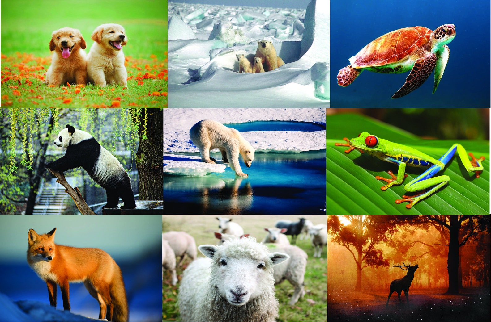 90pcs Animal Collage Kit, Animal Printables, Digital Prints, Animal ...