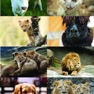 90pcs Animal Collage Kit, Animal Printables, Digital Prints, Animal ...