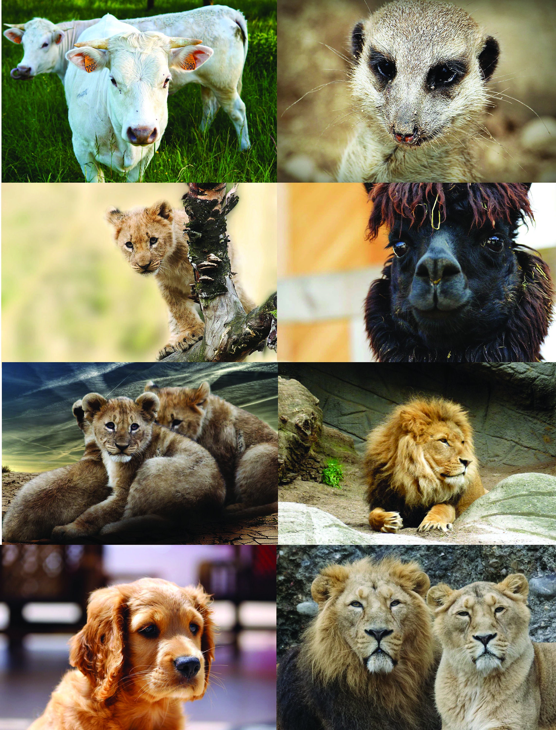 90pcs Animal Collage Kit, Animal Printables, Digital Prints, Animal ...