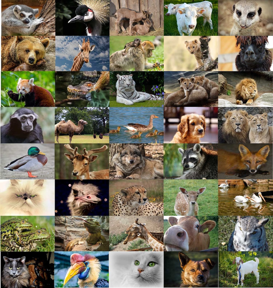 90pcs Animal Collage Kit, Animal Printables, Digital Prints, Animal ...