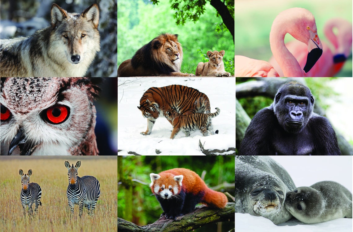 90pcs Animal Collage Kit, Animal Printables, Digital Prints, Animal ...