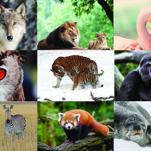 90pcs Animal Collage Kit, Animal Printables, Digital Prints, Animal ...