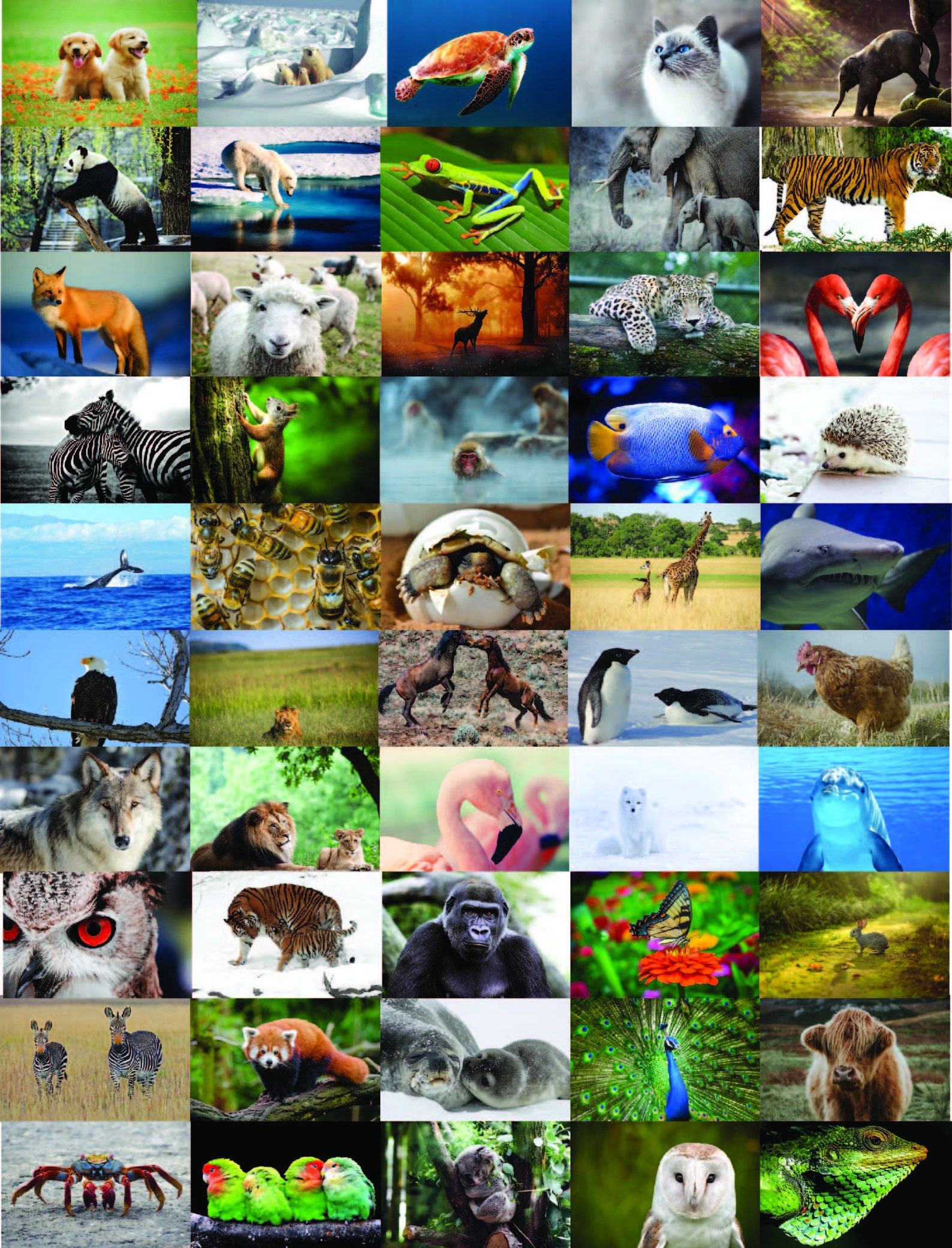 90pcs Animal Collage Kit, Animal Printables, Digital Prints, Animal ...