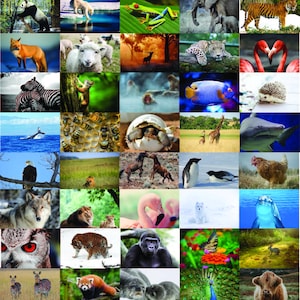 90pcs Animal Collage Kit, Animal Printables, Digital Prints, Animal ...