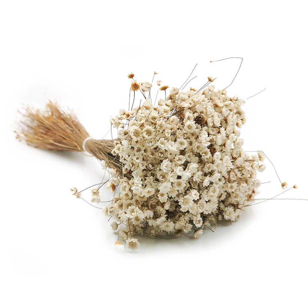 Dried Glixia Flowers Natural Glixia Flowers Big Bunch - Etsy