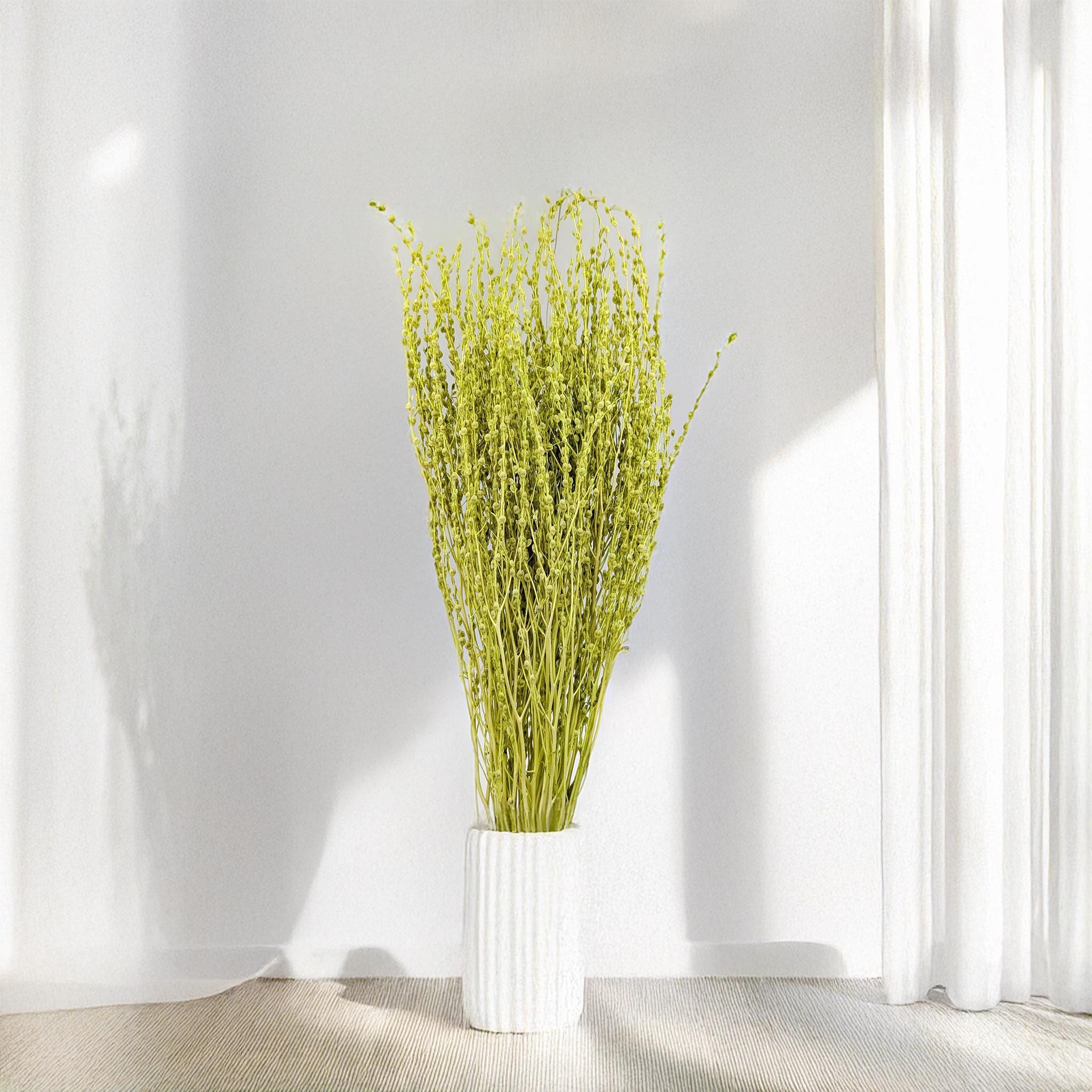 Light Green Dried Lepidium | 30 Stems | 60cm Dyed Botanical Filler ...