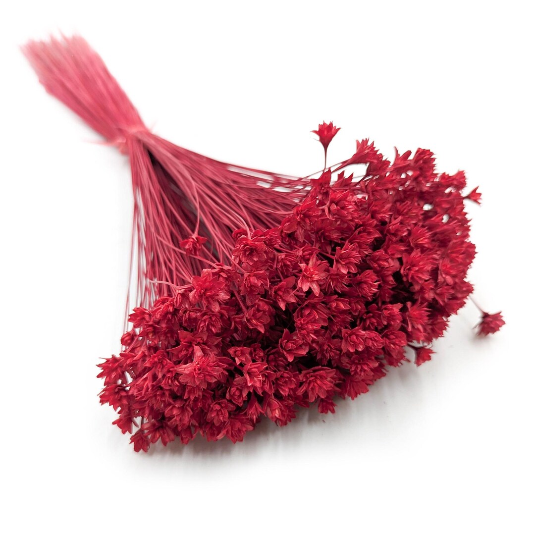 Red Hill Flower | 50g Dried Textured Flowers | 45cm Natural Red Fillers ...