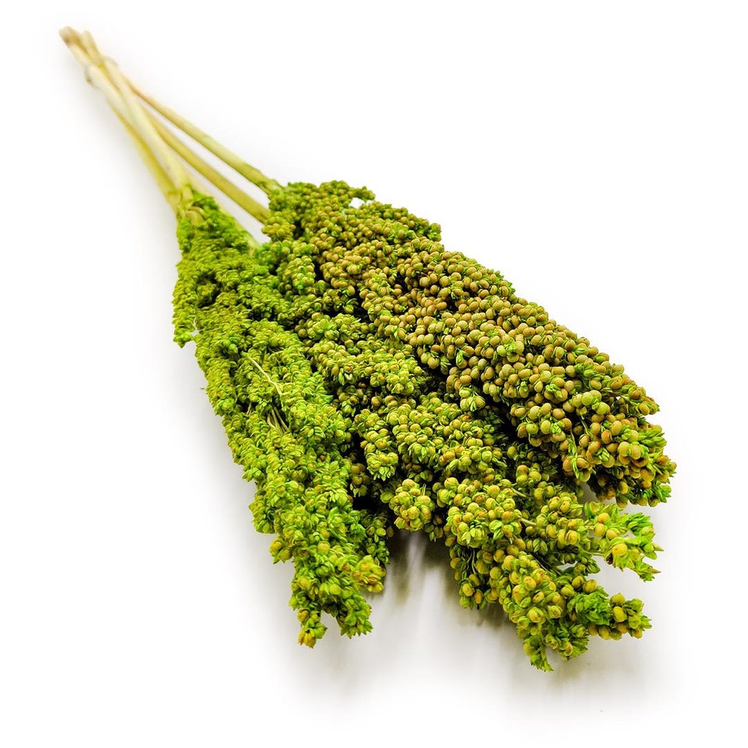 Celadon Sorghum Millet | 5 Stems | 60cm Dyed Dried Grass Bunch | Soft ...