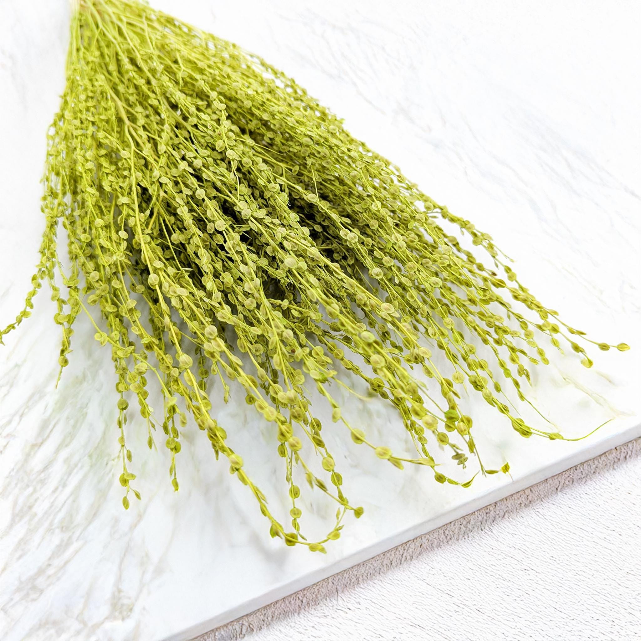 Light Green Dried Lepidium | 30 Stems | 60cm Dyed Botanical Filler ...