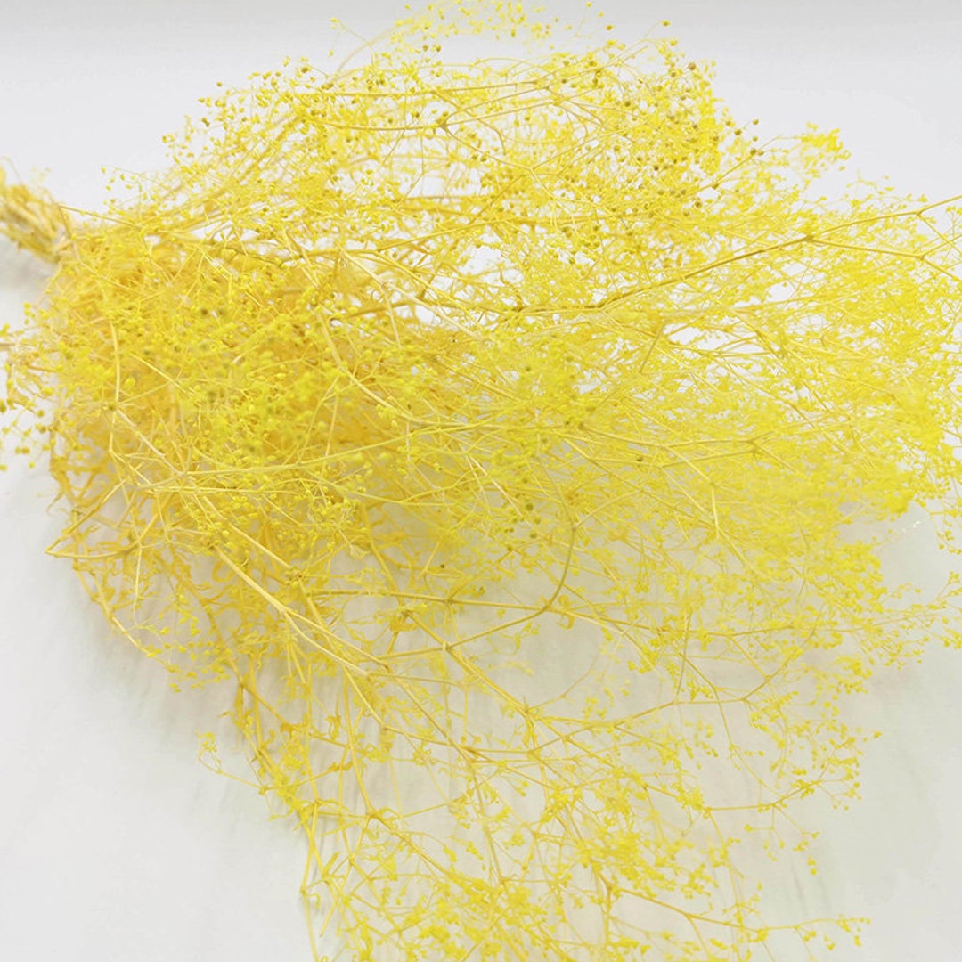 Preserved Baby's Breath Yellow Gypsophila Gift Home Party Decor Dried ...