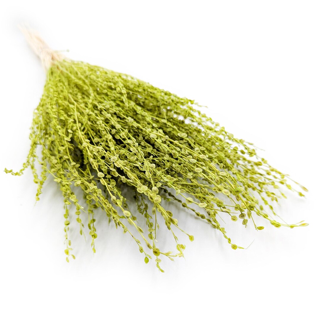 Light Green Dried Lepidium | 30 Stems | 60cm Dyed Botanical Filler ...