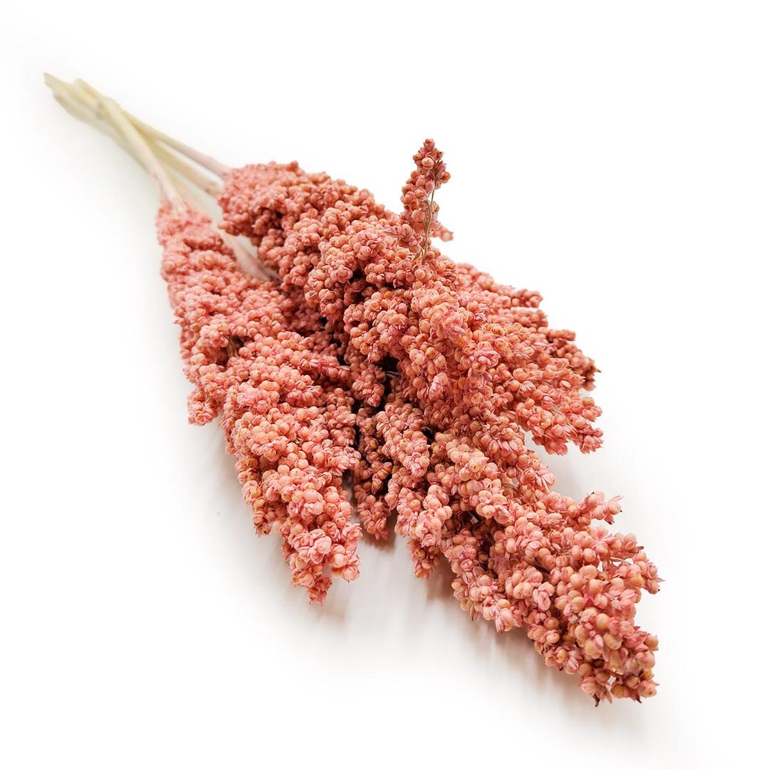 Pink Sorghum Millet | 5 Stems | 60cm Dyed Dried Grass Bunch | Soft ...